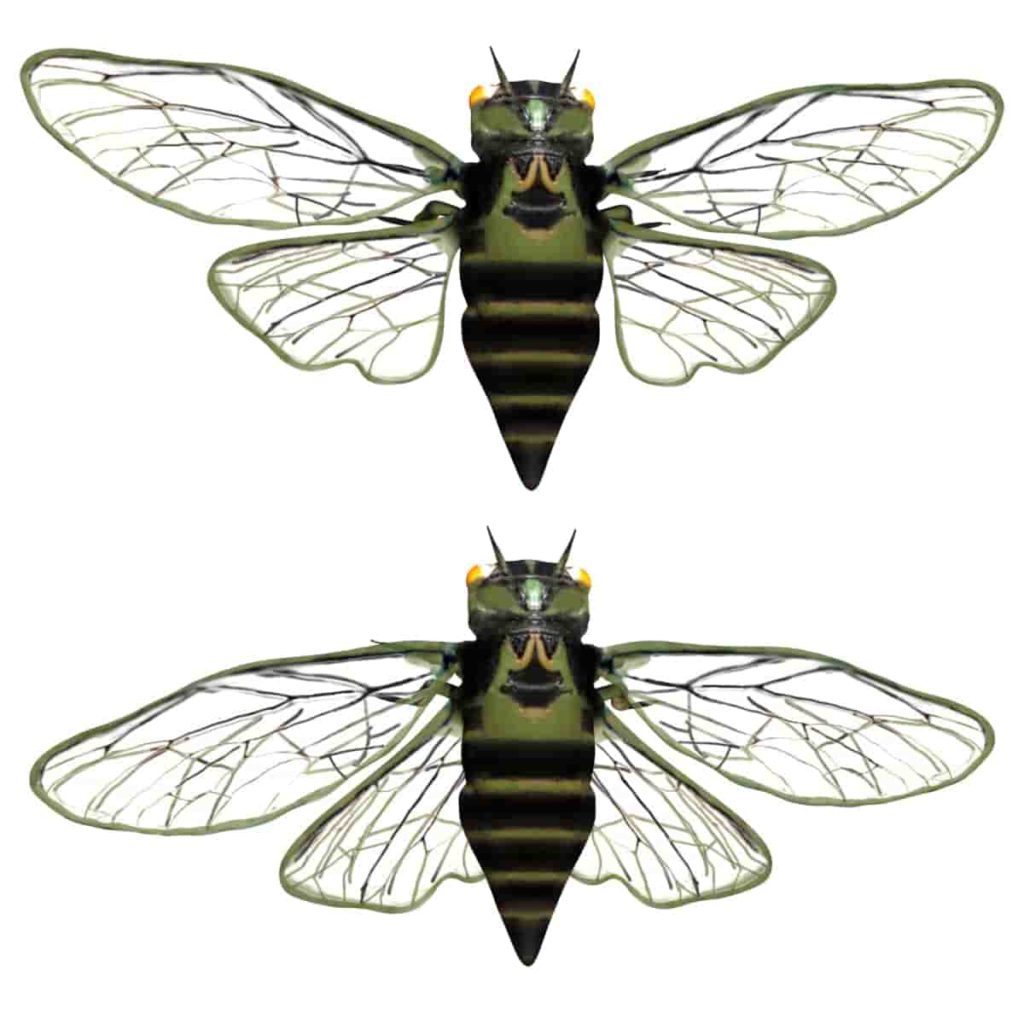 Cicada 3d model rigged and low poly 3d model - Team 3d Yard