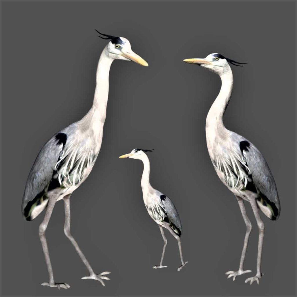 Heron 3d model rigged and low poly 3d model - Team 3d Yard