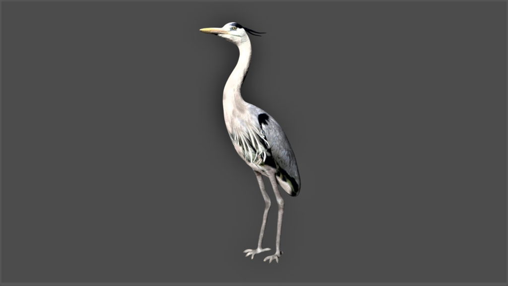 Heron 3d model rigged and low poly 3d model - Team 3d Yard