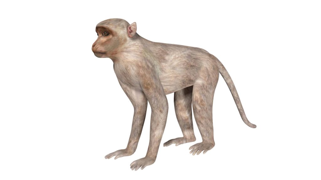 Monkey 3D Model Rigged and Low Poly Game ready