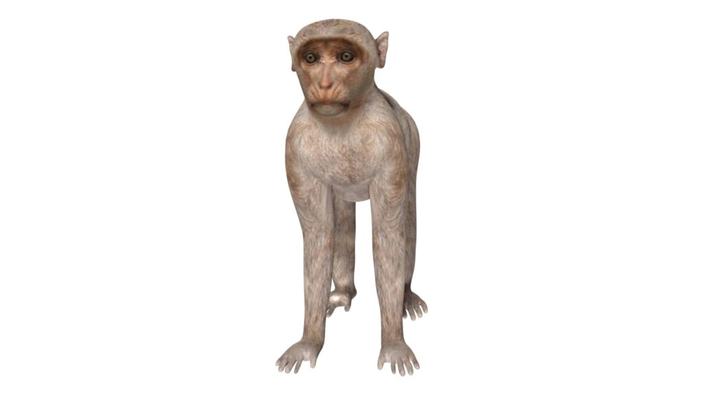 Monkey 3D Model Rigged and Low Poly Game ready
