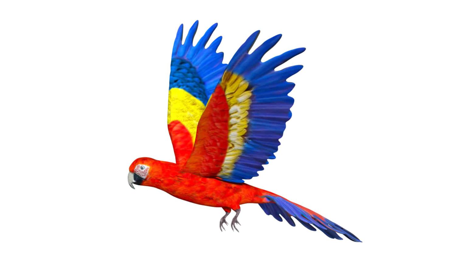 Parrot 3d model rigged and low poly - Team 3d Yard