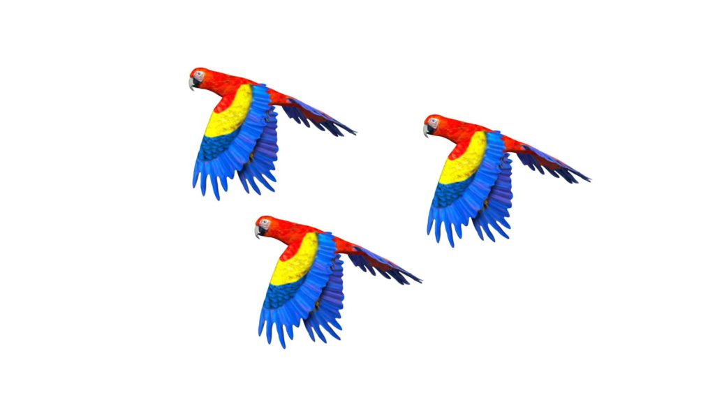 Parrot 3d model rigged and low poly - Team 3d Yard