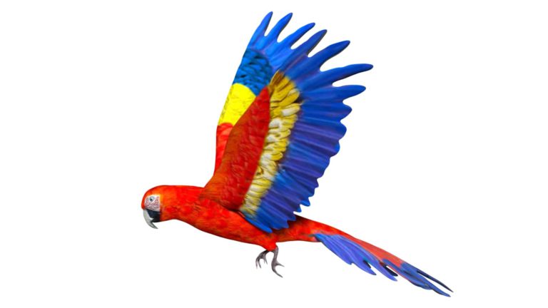 Parrot 3d model rigged and low poly - Team 3d Yard