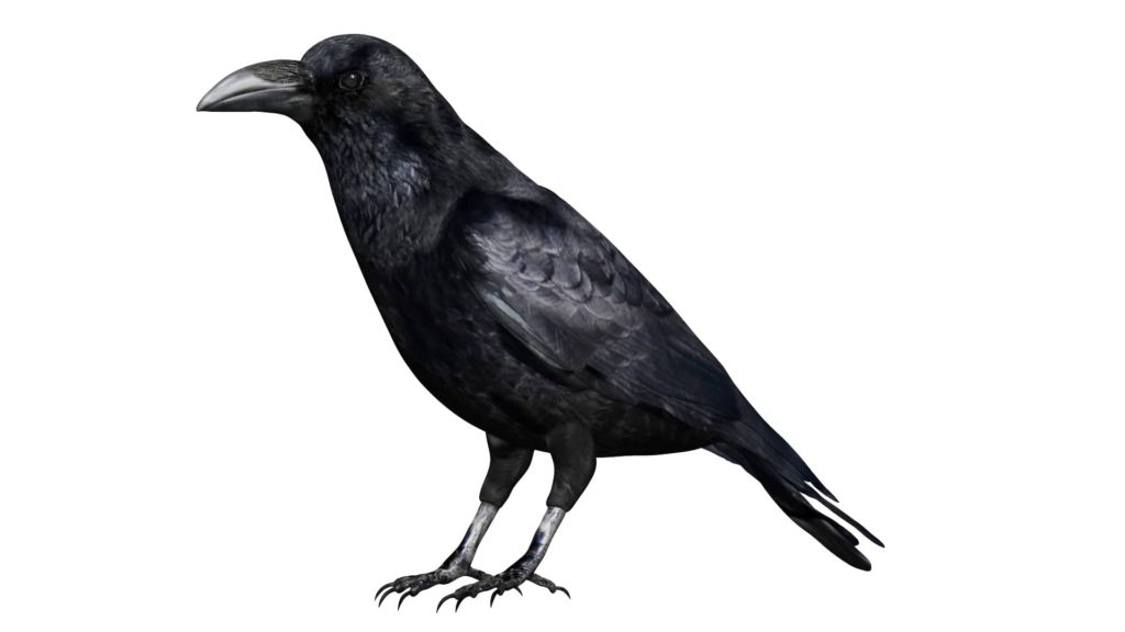 Raven Crow 3d model rigged and low poly 3d model - Team 3d Yard