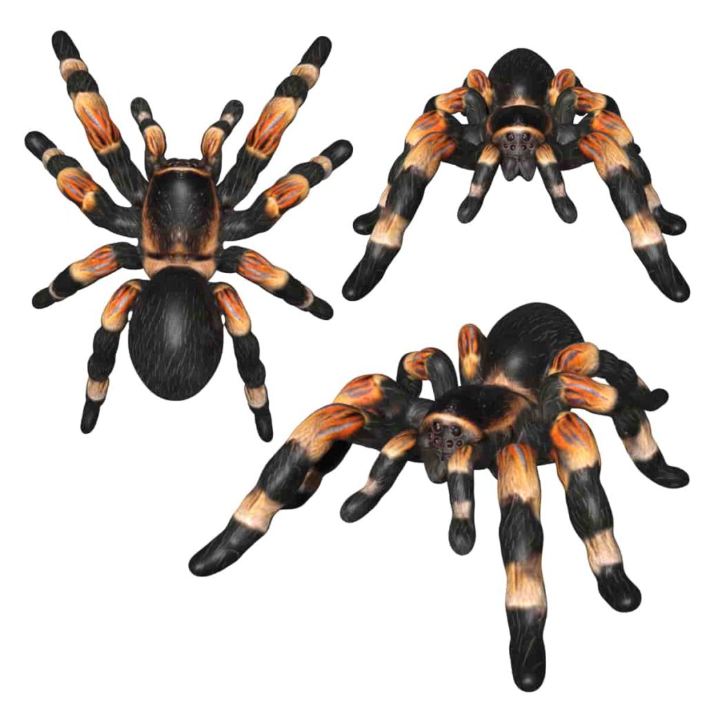 Tarantula 3d model rigged and low poly 3d model - Team 3d Yard