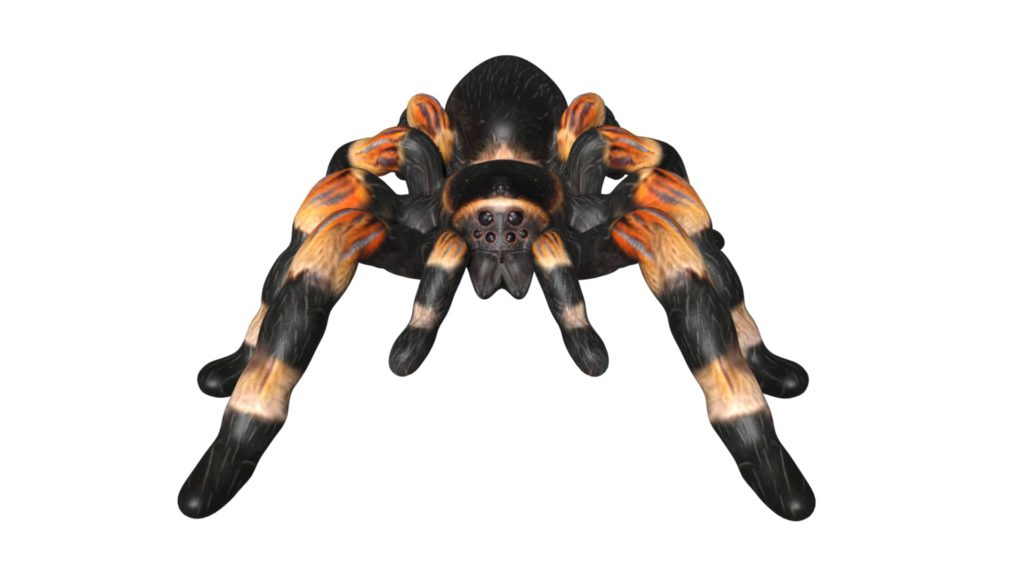 Tarantula 3d model rigged and low poly 3d model - Team 3d Yard