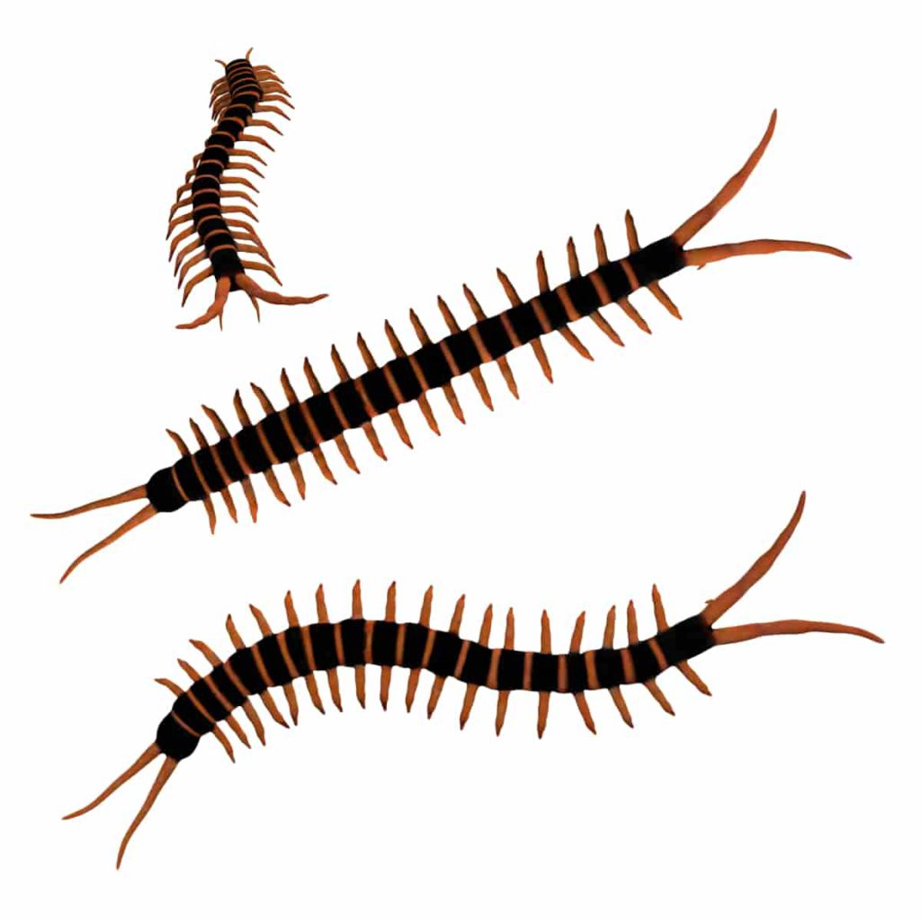 Centipede 3d model rigged and low poly 3d model - Team 3d Yard