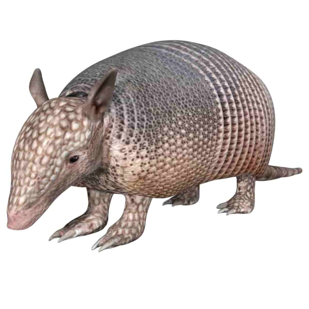 Armadillo 3d model rigged and low poly 3d model - Team 3d Yard