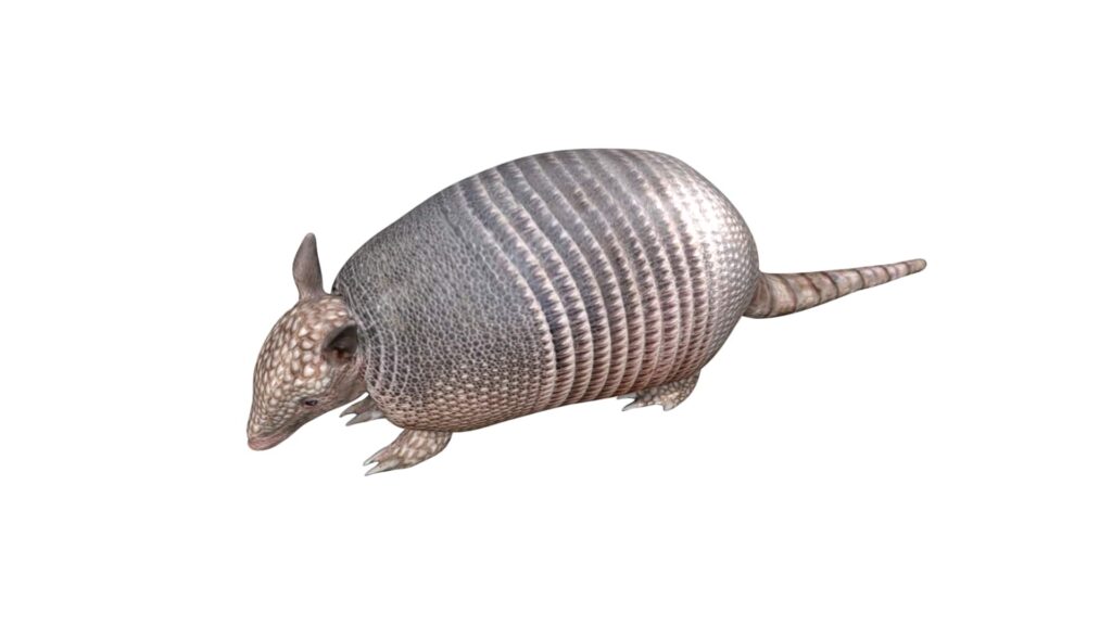 Armadillo 3d model rigged and low poly 3d model - Team 3d Yard