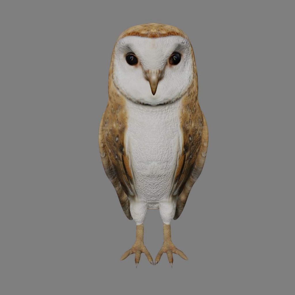 Barn owl 3d model rigged and low poly 3d model - Team 3d Yard