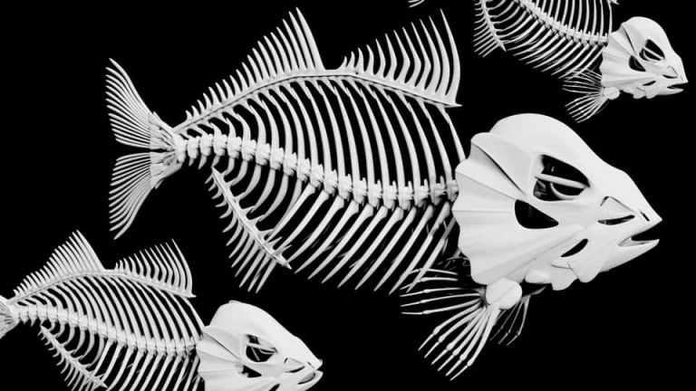 Fish Skeleton 3d model low poly 3d model - Team 3d Yard