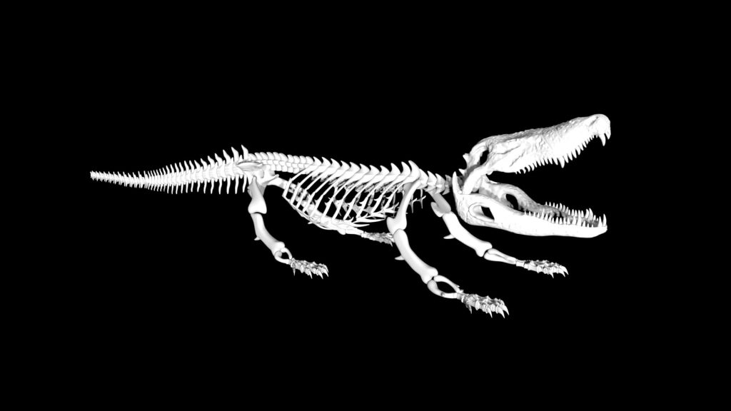 Alligator skeleton 3d model Rigged and low poly - Team 3d Yard