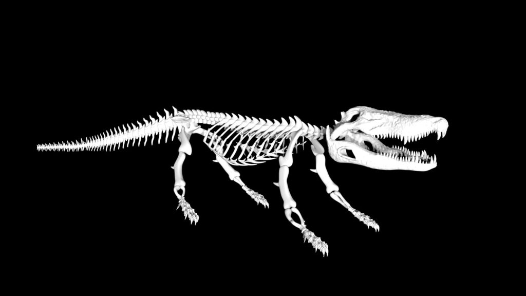 Alligator skeleton 3d model Rigged and low poly - Team 3d Yard