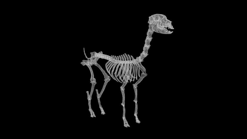 Alpaca Skeleton 3d model Rigged and Low Poly - Team 3d Yard
