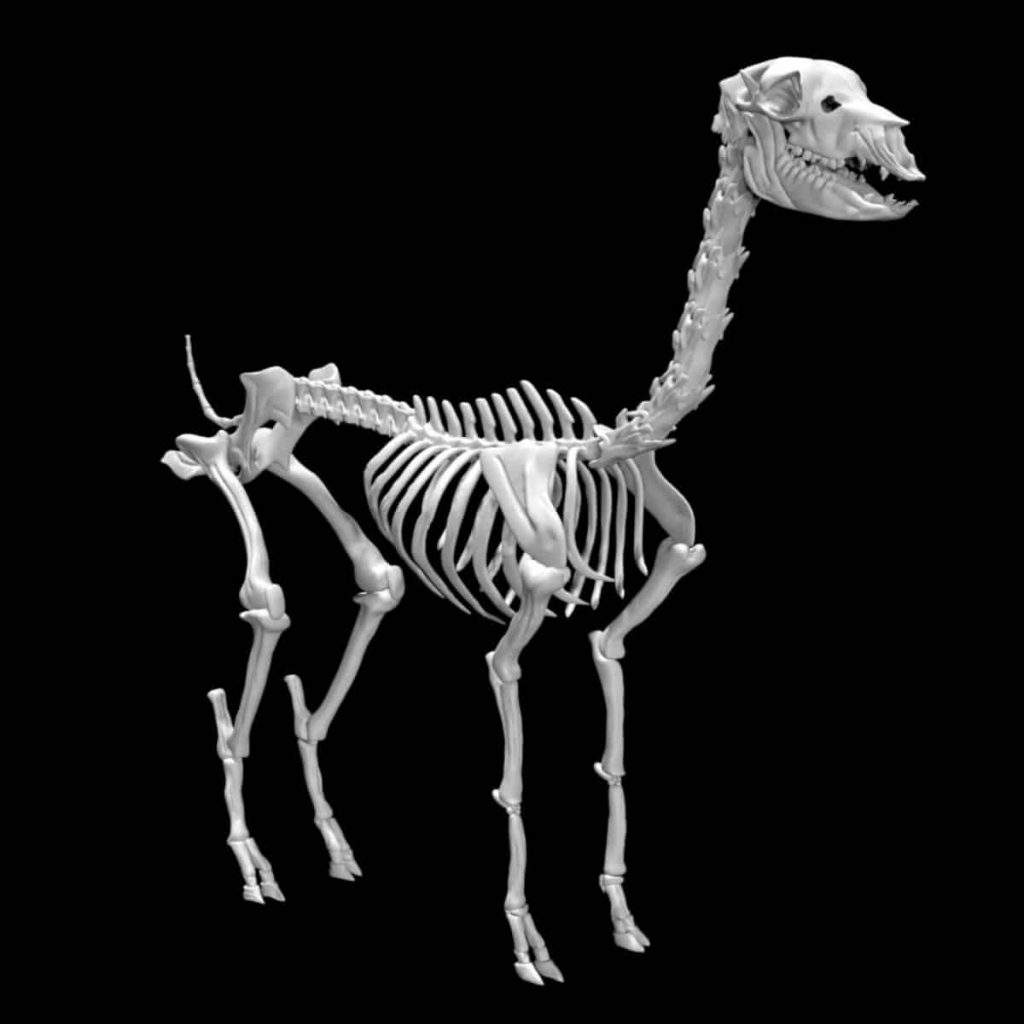 Alpaca Skeleton 3d model Rigged and Low Poly - Team 3d Yard