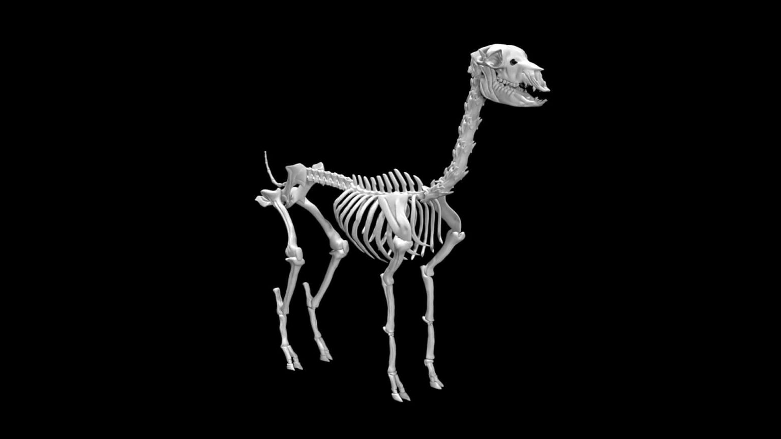 Alpaca Skeleton 3d model Rigged and Low Poly - Team 3d Yard