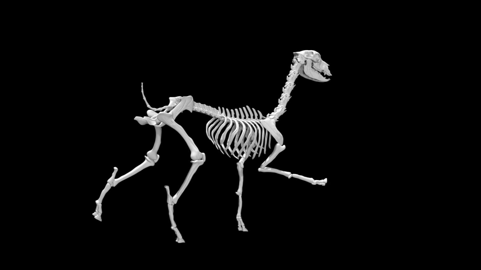 Alpaca Skeleton 3d model Rigged and Low Poly - Team 3d Yard