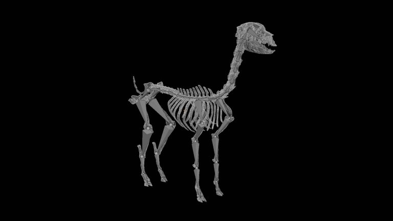 Alpaca Skeleton 3d model Rigged and Low Poly - Team 3d Yard