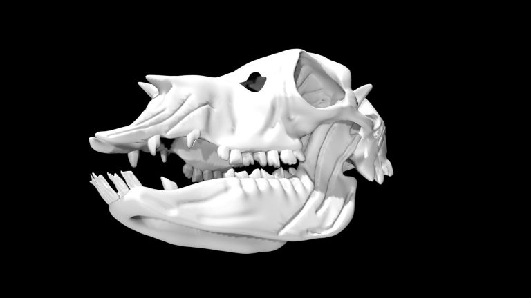 Alpaca skull 3d model Low Poly AR 3d model - Team 3d Yard