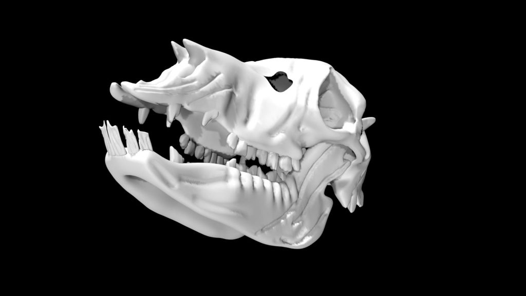 Alpaca skull 3d model Low Poly AR 3d model - Team 3d Yard