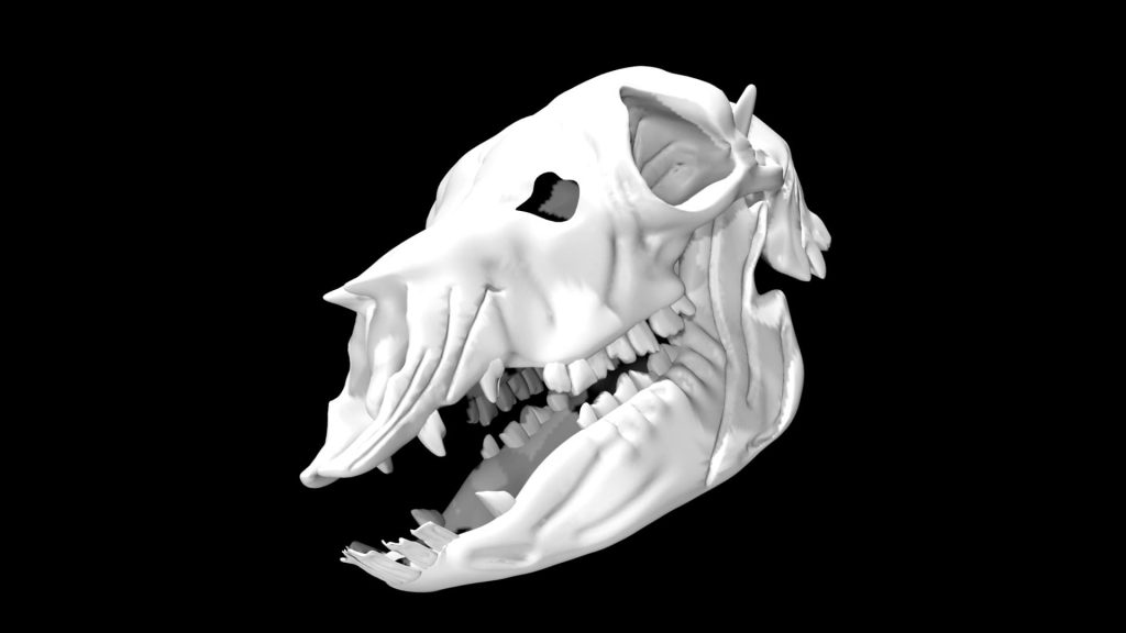 Alpaca skull 3d model Low Poly AR 3d model - Team 3d Yard