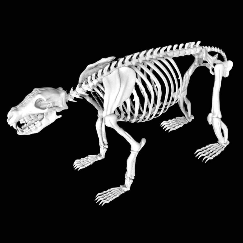 Bison Skeleton 3d model Low Poly AR 3d model - Team 3d Yard
