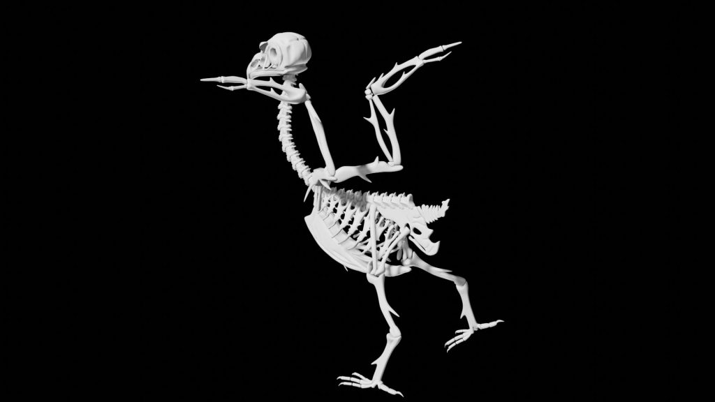 Bird Skeleton 3d model Rigged and Low Poly - Team 3d Yard