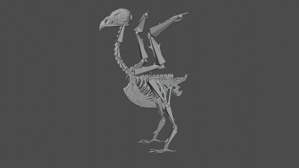 Bird Skeleton 3d model Rigged and Low Poly - Team 3d Yard