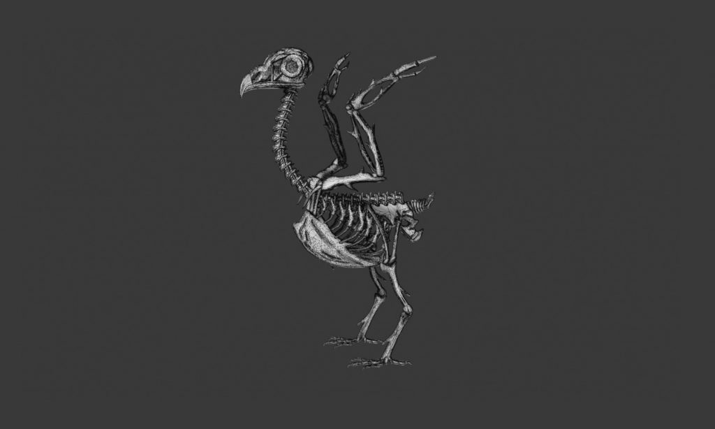 Bird Skeleton 3d model Rigged and Low Poly - Team 3d Yard