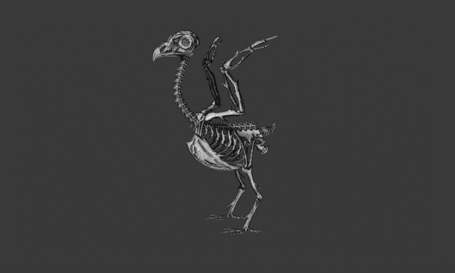 Bird Skeleton 3d model Rigged and Low Poly - Team 3d Yard