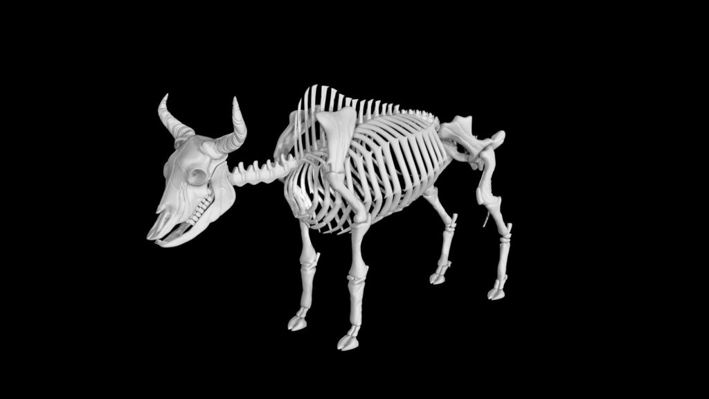 Bison Skeleton 3d model Low Poly AR 3d model - Team 3d Yard