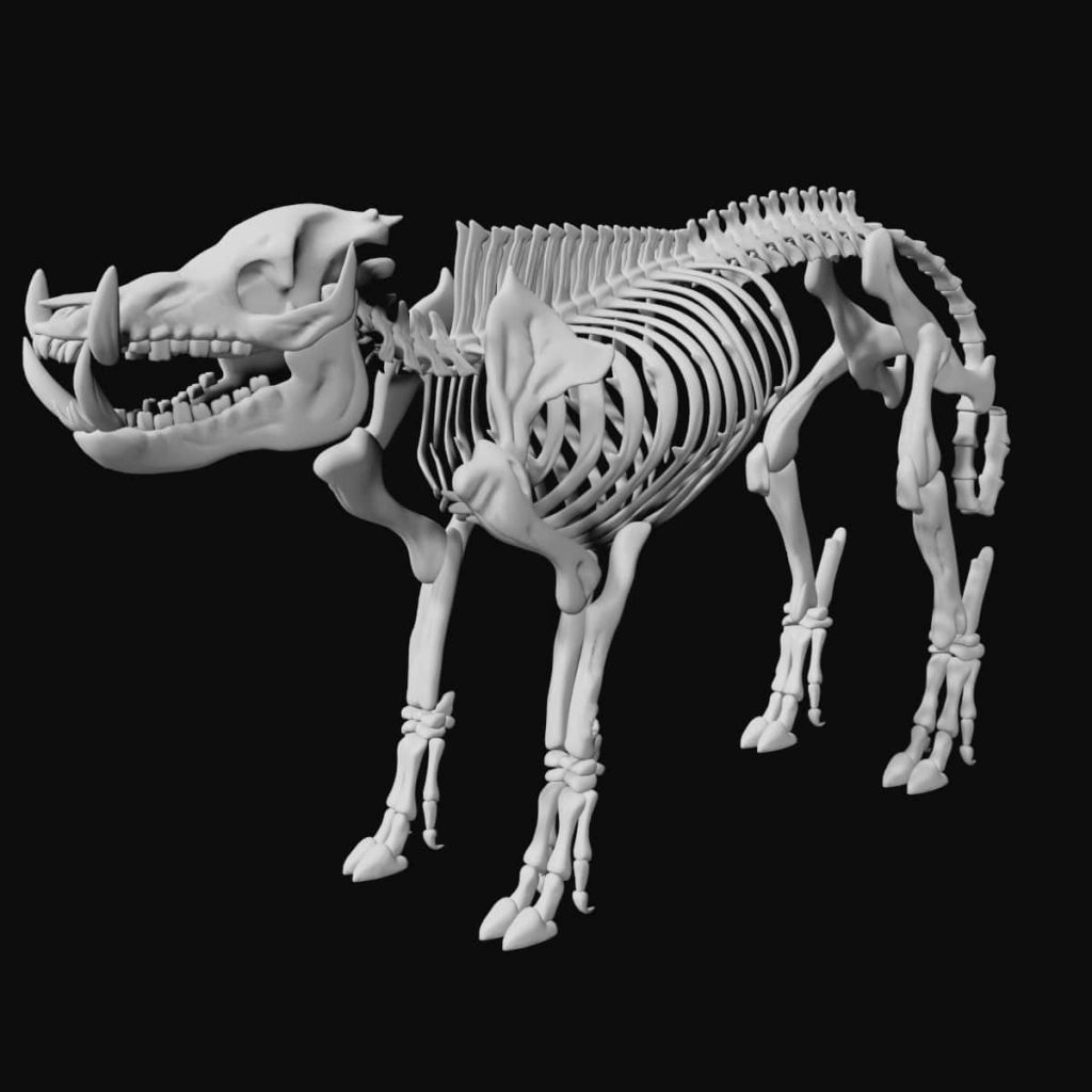 Boar Skeleton 3d model Rigged and low poly AR - Team 3d Yard