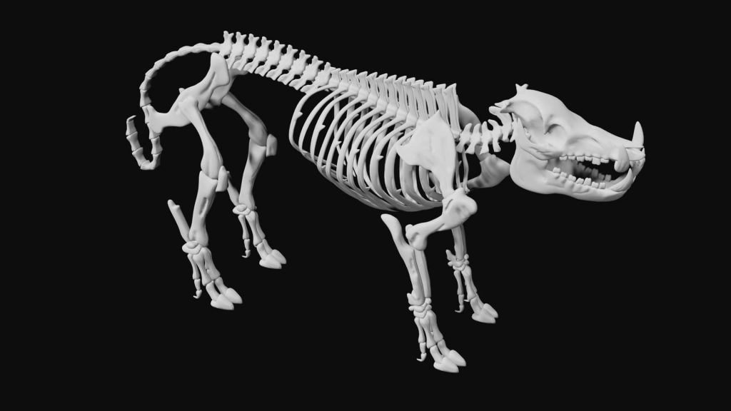 Boar Skeleton 3d model Rigged and low poly AR - Team 3d Yard