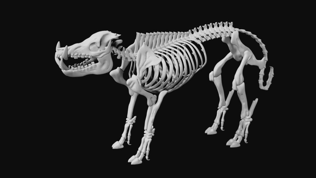 Boar Skeleton 3d model Rigged and low poly AR - Team 3d Yard