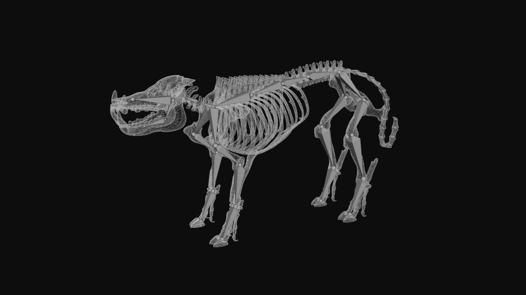 Boar Skeleton 3d model Rigged and low poly AR - Team 3d Yard
