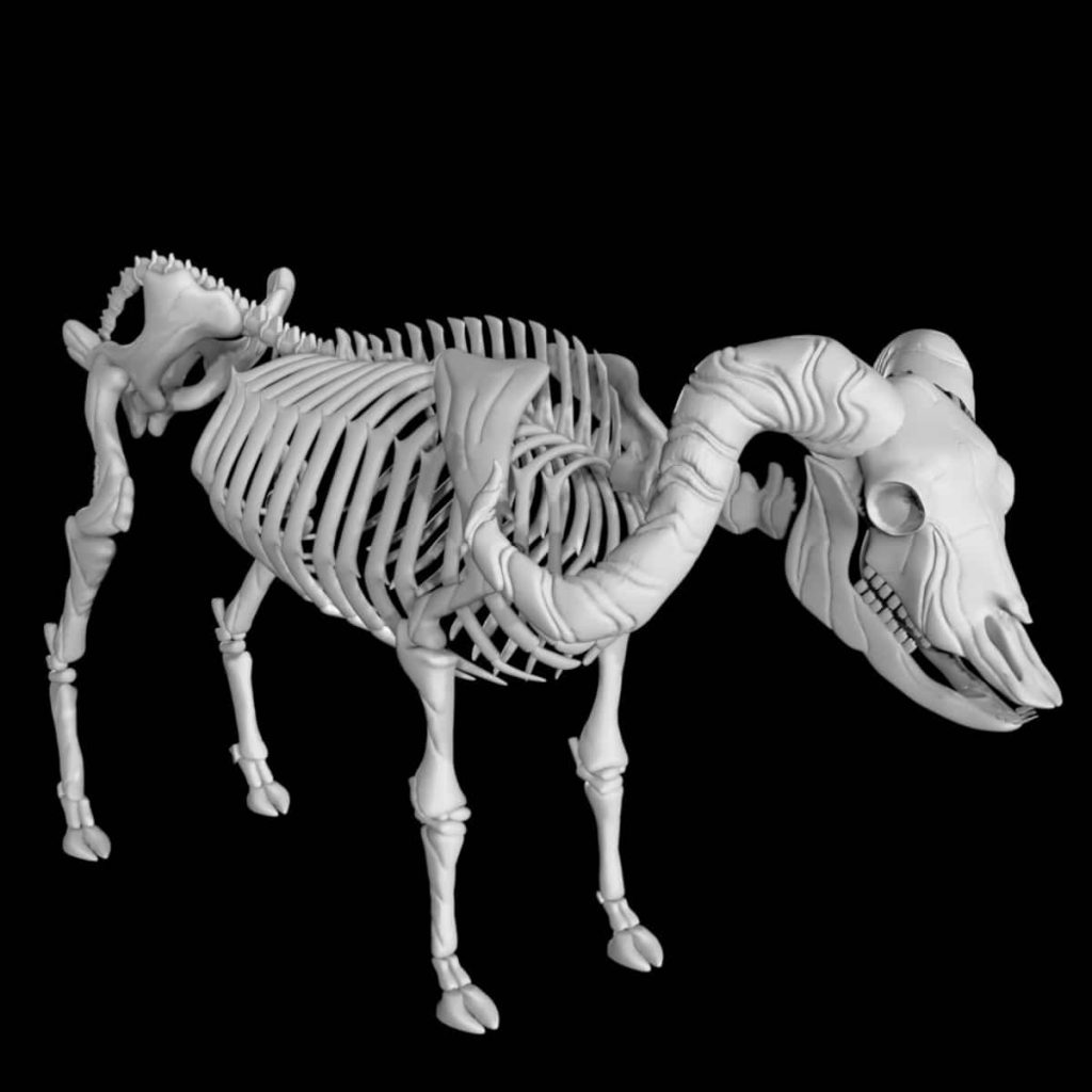 Buffalo Skeleton 3d model Low Poly AR 3d model - Team 3d Yard
