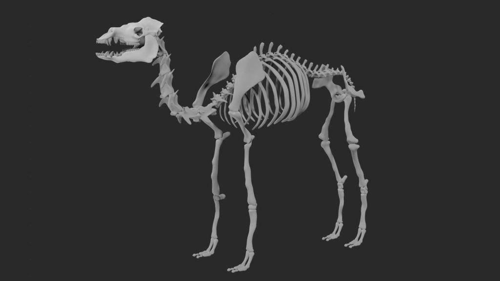 Camel Skeleton 3d model Rigged and Low Poly - Team 3d Yard