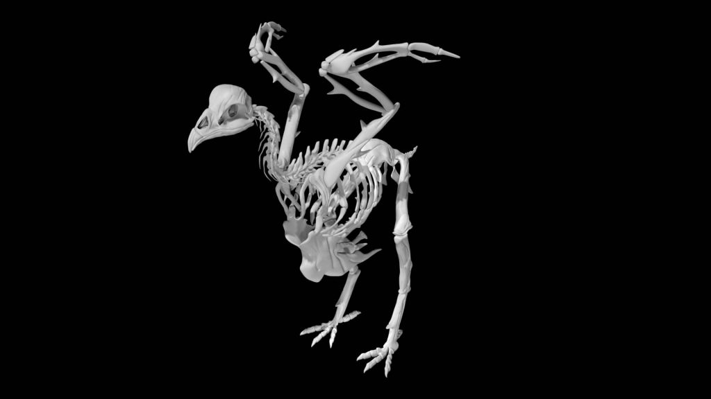 Chicken Skeleton 3d model Low Poly AR 3d model - Team 3d Yard