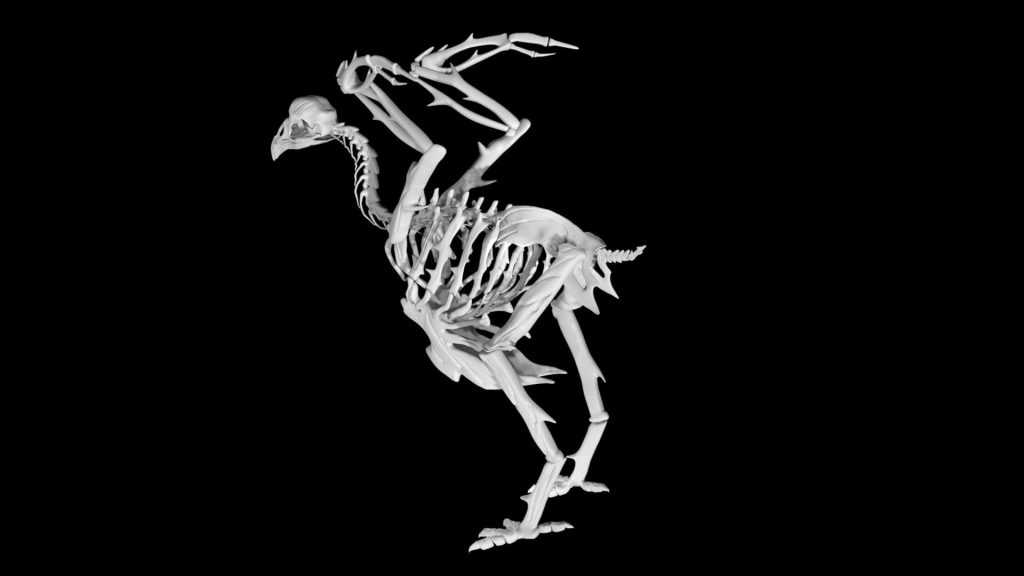 Chicken Skeleton 3d model Low Poly AR 3d model - Team 3d Yard