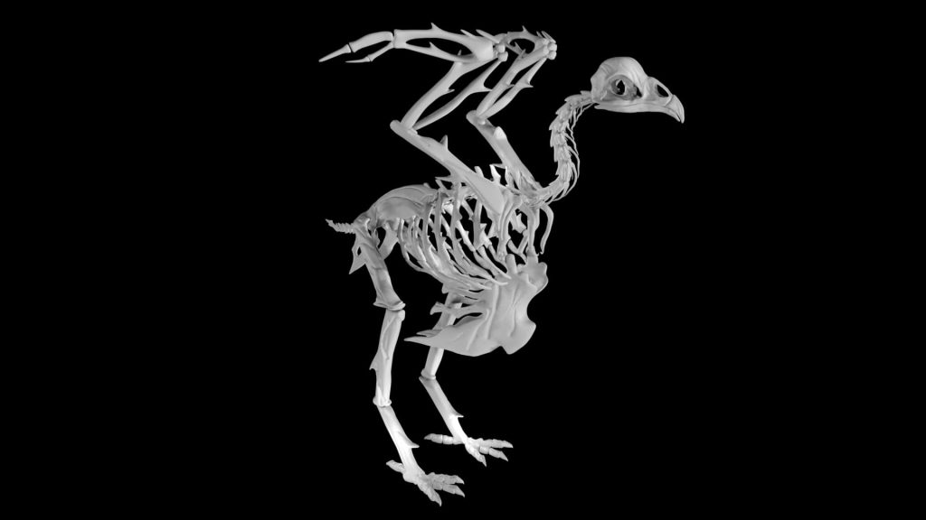 Chicken Skeleton 3d model Low Poly AR 3d model - Team 3d Yard