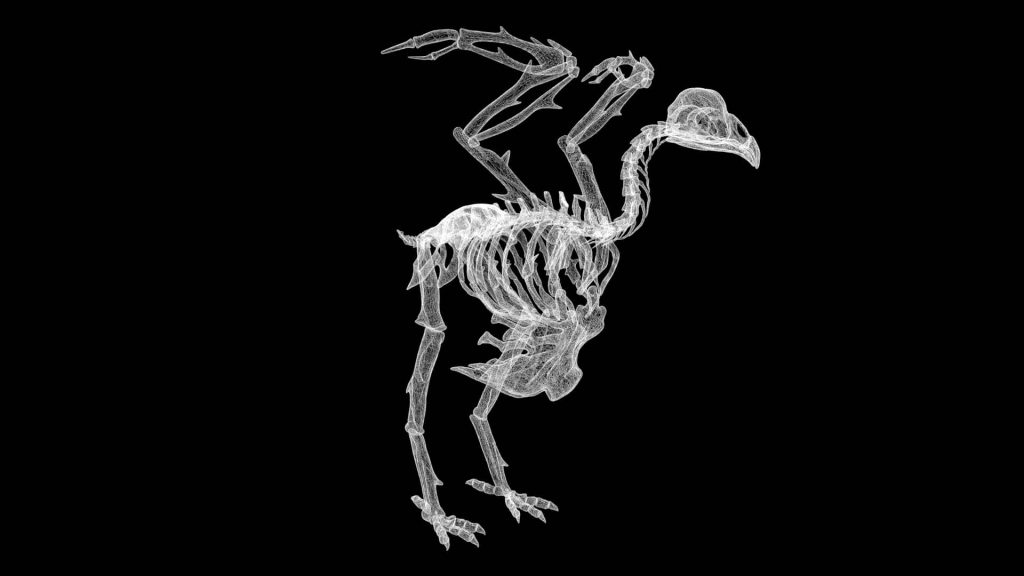 Chicken Skeleton 3d model Low Poly AR 3d model - Team 3d Yard