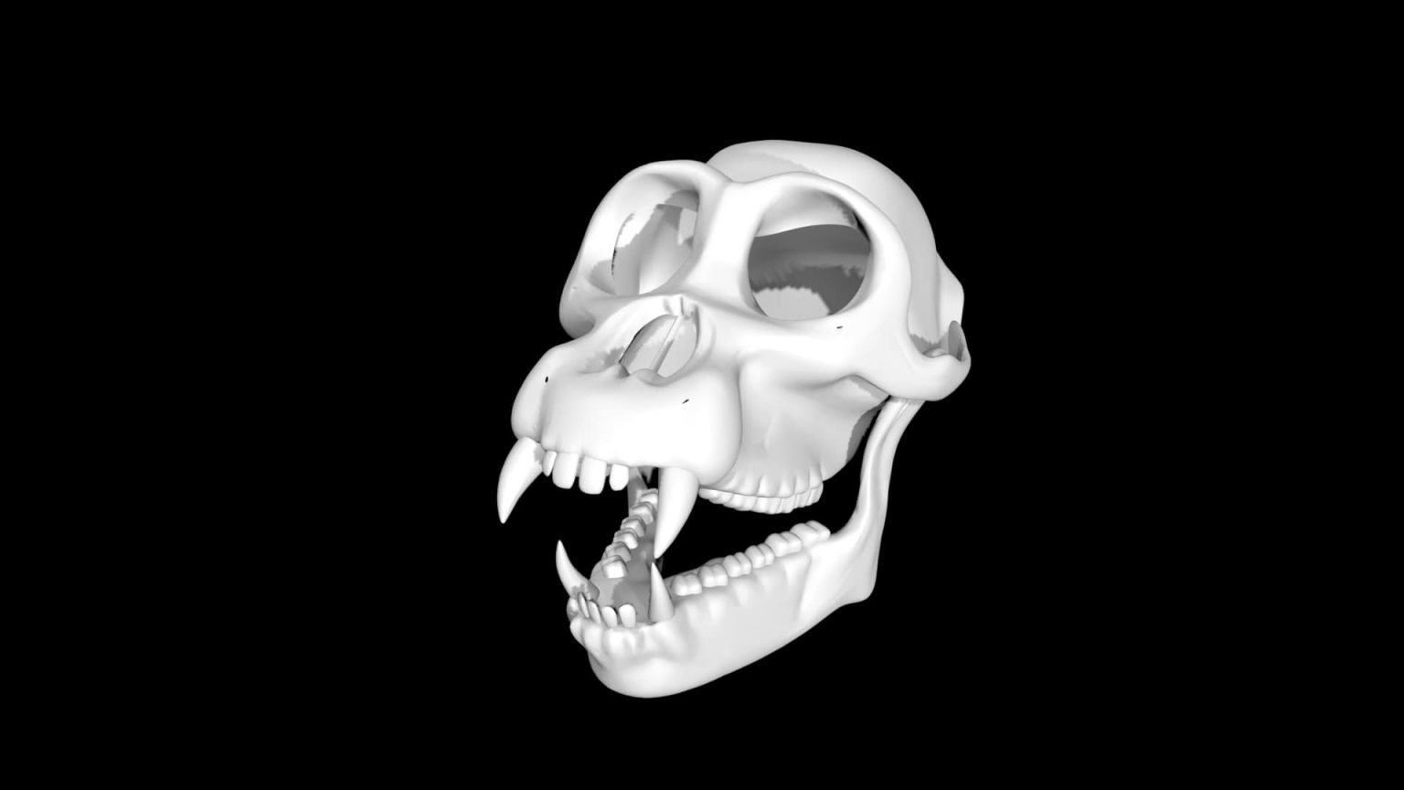 Chimpanzee skull 3d model Low Poly AR 3D Model - Team 3d Yard