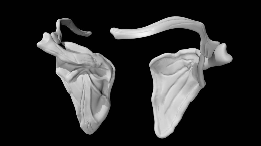 Collar bone 3d model Low Poly AR 3d model - Team 3d Yard