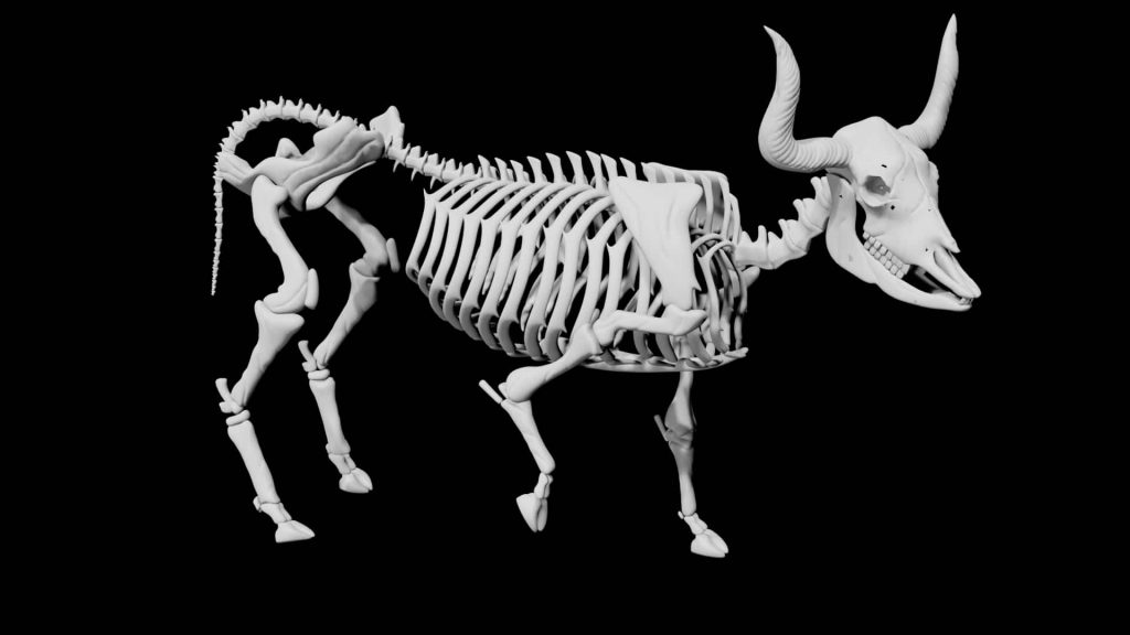 Cow Skeleton 3d model Rigged and low poly AR - Team 3d Yard