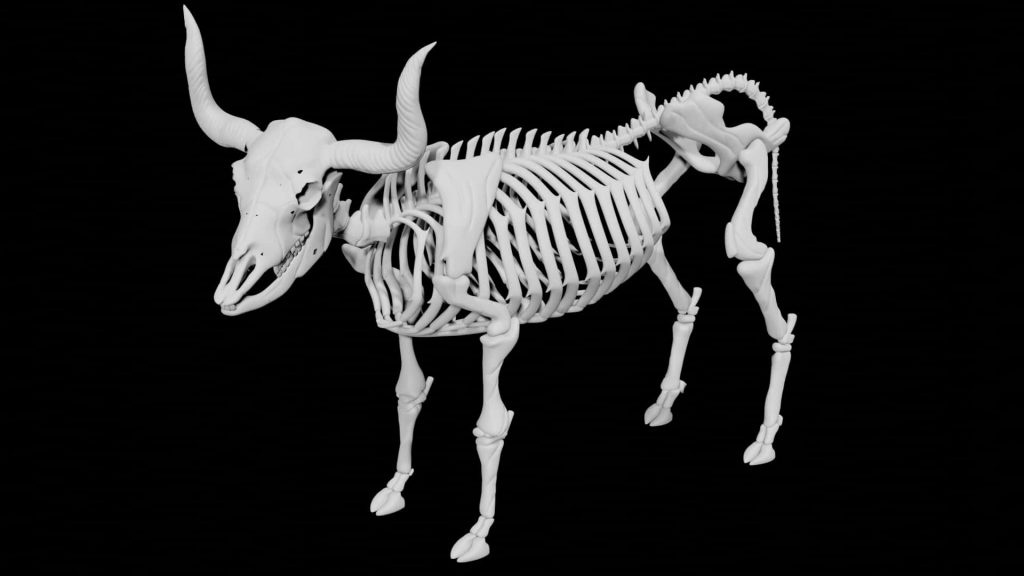 Cow Skeleton 3d model Rigged and low poly AR - Team 3d Yard