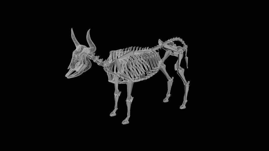 Cow Skeleton 3d model Rigged and low poly AR - Team 3d Yard