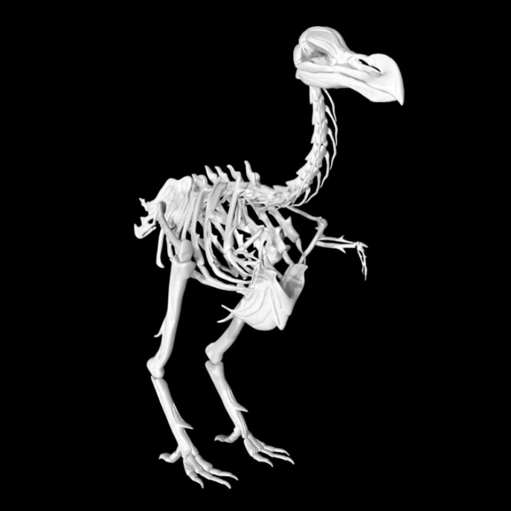Dodo bird skeleton 3d model Low Poly AR 3D Model - Team 3d Yard