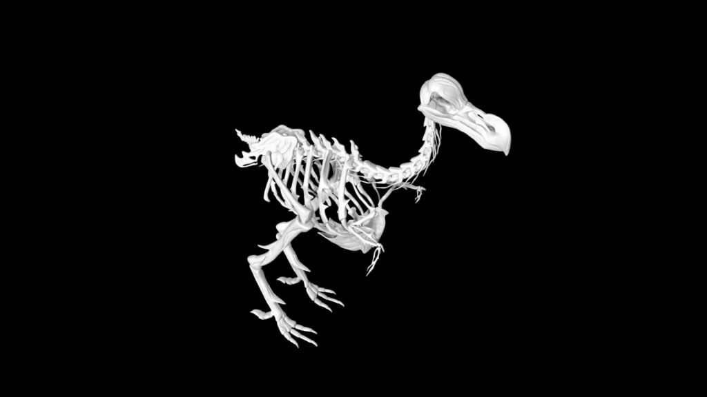Dodo bird skeleton 3d model Low Poly AR 3D Model - Team 3d Yard