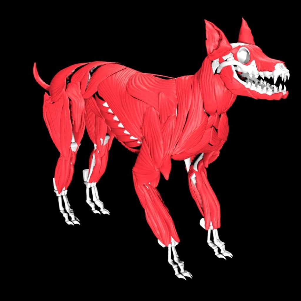 Dog anatomy 3d model Low Poly AR 3d Model - Team 3d Yard